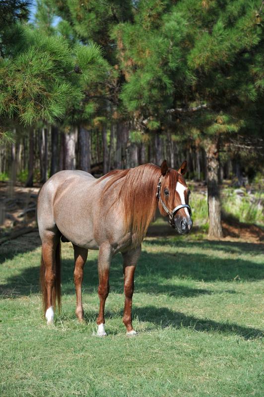 Nutrena Empower Boost High-Fat Rice Bran Horse Feed Supplement, 40 lb ...