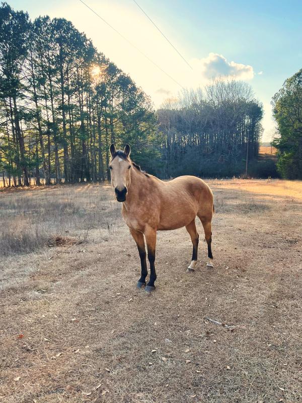 Nutrena ProForce Fuel Textured Horse Feed, 50 lb. Bag at Tractor Supply Co