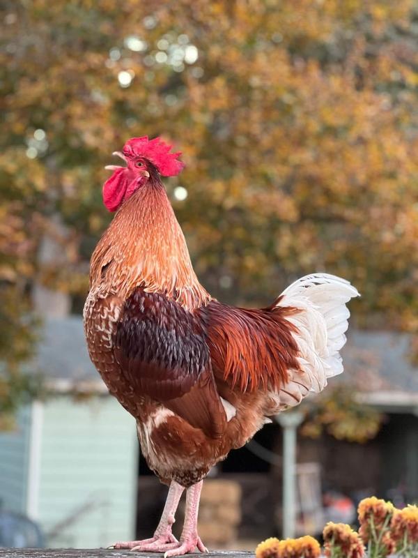 Nutrena NatureWise Harvest Blend Egg Layer Textured Feed at Tractor ...