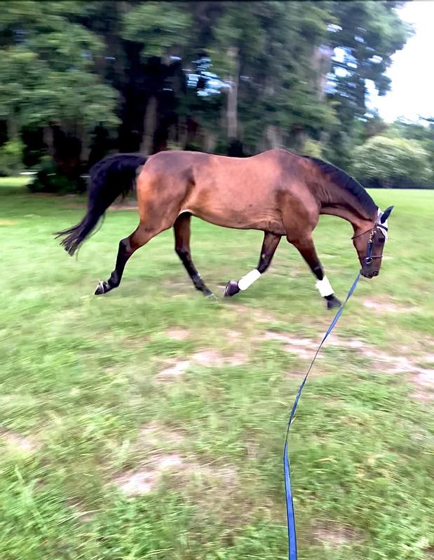 Nutrena Empower Boost High-Fat Rice Bran Horse Feed Supplement, 40 lb ...