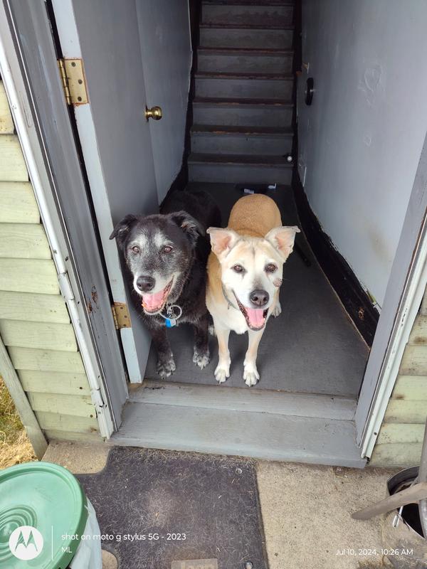 Nutrena True All Life Stages Professional 30/20 Chicken Recipe Dry Dog ...