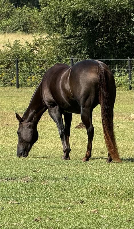 Nutrena SafeChoice All Life Stages Pelleted Horse Feed, 50 lb. Bag at ...