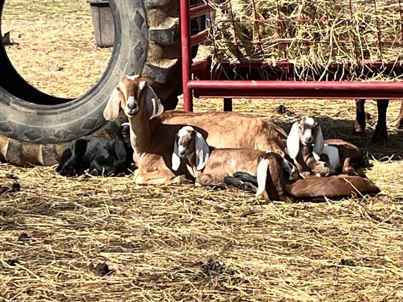 Nutrena Country Feeds 17% Textured Goat Feed, 50 lb. Bag at Tractor ...