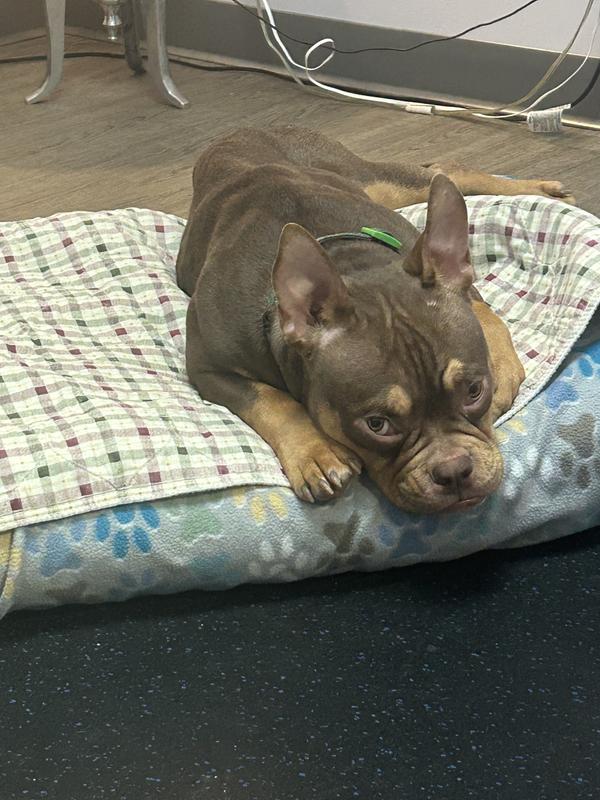 Nutrena Loyall Life Adult Sensitive Skin and Coat Salmon and Oatmeal ...