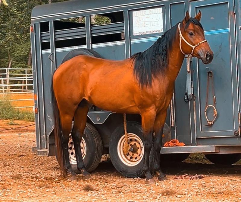 Nutrena Empower Boost High-Fat Rice Bran Horse Feed Supplement, 40 lb ...