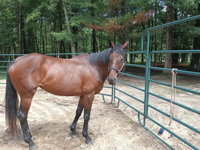 Nutrena Empower Boost High-Fat Rice Bran Horse Feed Supplement, 40 lb ...