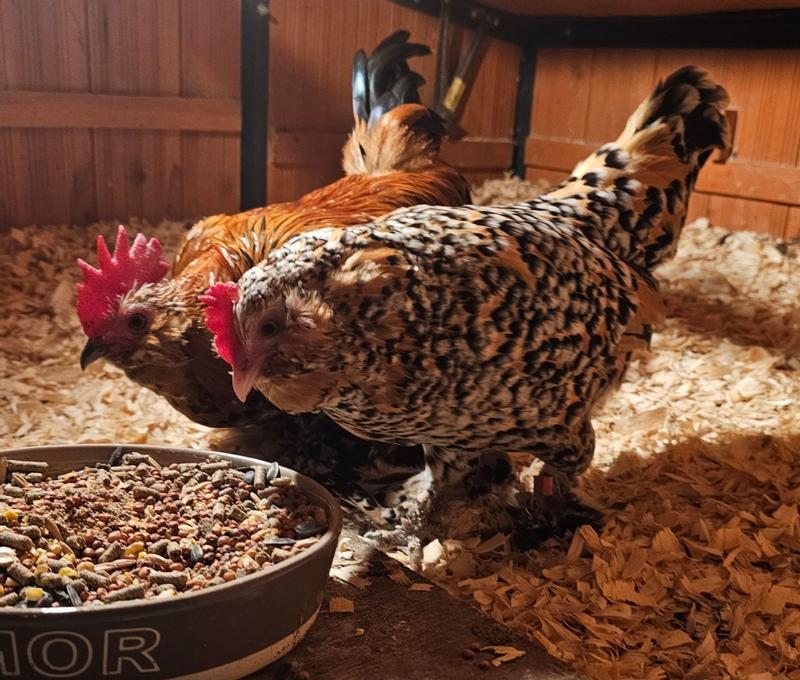 Nutrena Hi Pro Scratch Poultry Grains at Tractor Supply Co