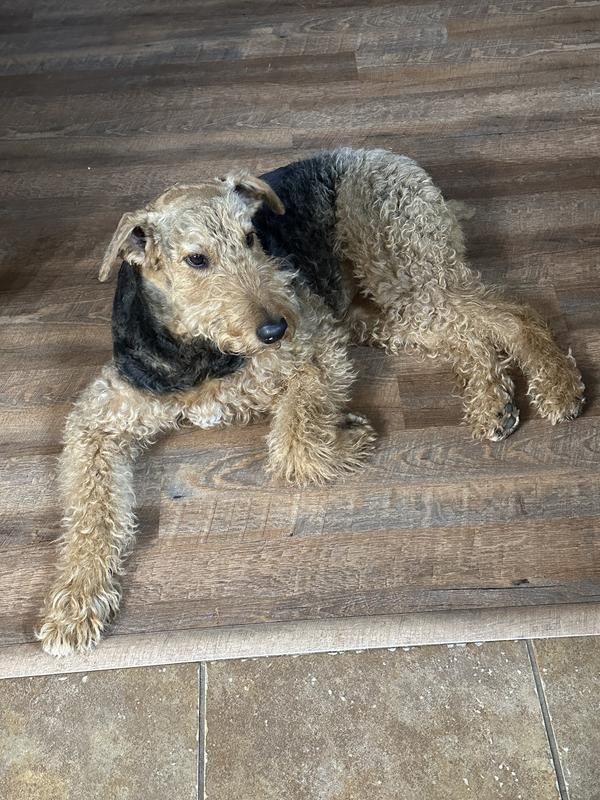 Nutrena Loyall Life Adult Lamb and Brown Rice Recipe Dry Dog Food, 40 ...