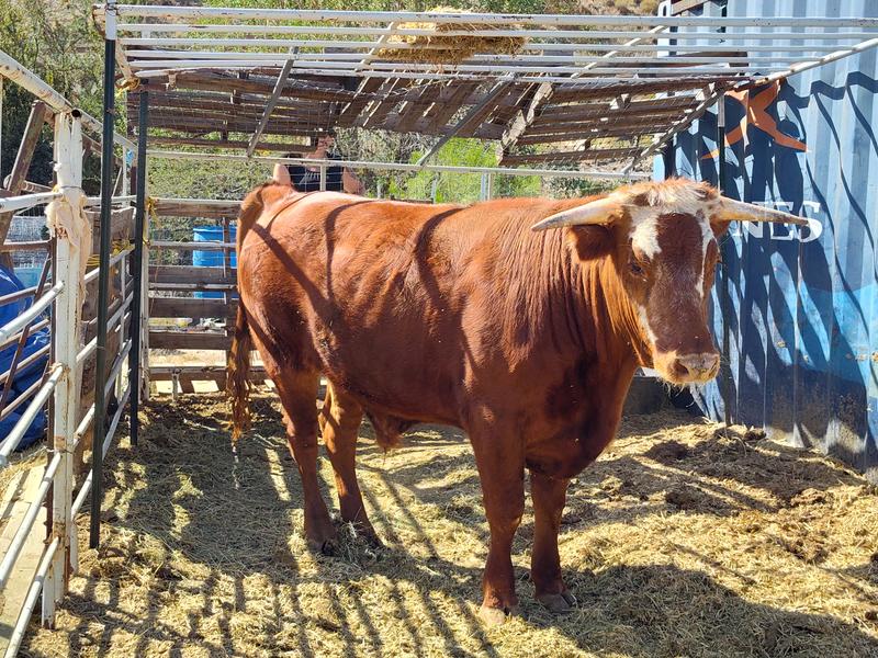 Nutrena NutreBeef Grower/Finisher Cattle Supplement, 50 lb. at Tractor ...