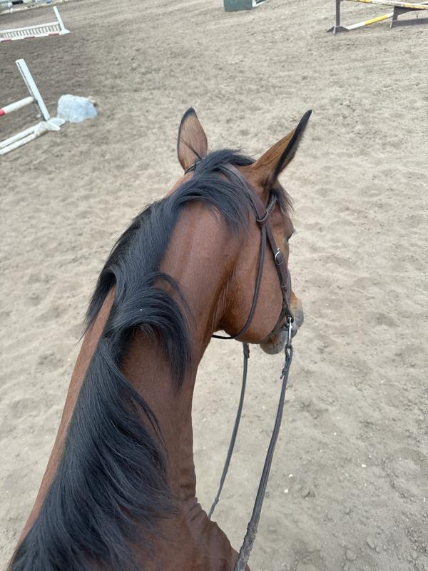 Nutrena Empower Boost High-Fat Rice Bran Horse Feed Supplement, 40 lb ...