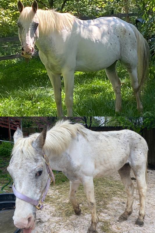 Nutrena ProForce Fuel XF Textured Horse Feed, 50 lb. Bag at Tractor ...