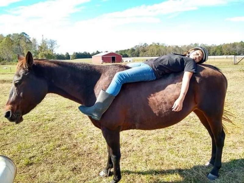 Nutrena Triumph 12-8 Pelleted Horse Feed, 50 lb. Bag at Tractor Supply Co.