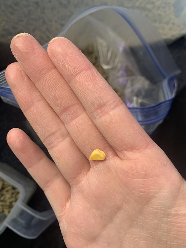 Nutrena NatureWise Premium Rabbit Food, 25 lb. at Tractor Supply Co