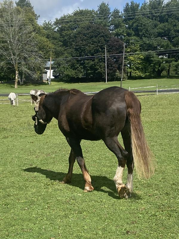 Nutrena Empower Boost High-Fat Rice Bran Horse Feed Supplement, 40 lb ...
