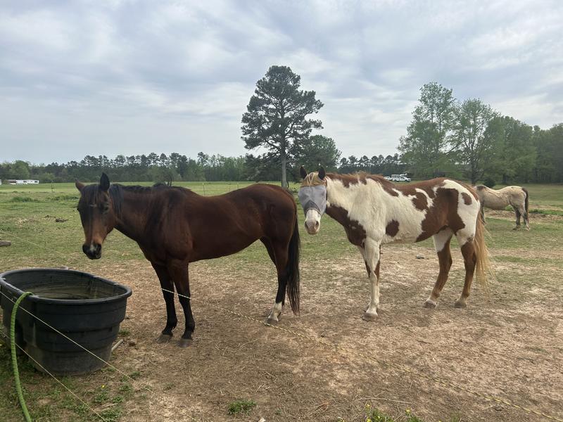 Nutrena Empower Boost High-Fat Rice Bran Horse Feed Supplement, 40 lb ...