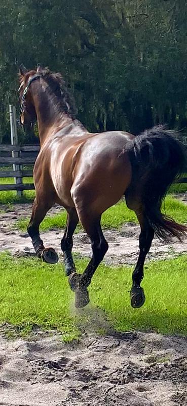 Nutrena Empower Boost High-Fat Rice Bran Horse Feed Supplement, 40 lb ...