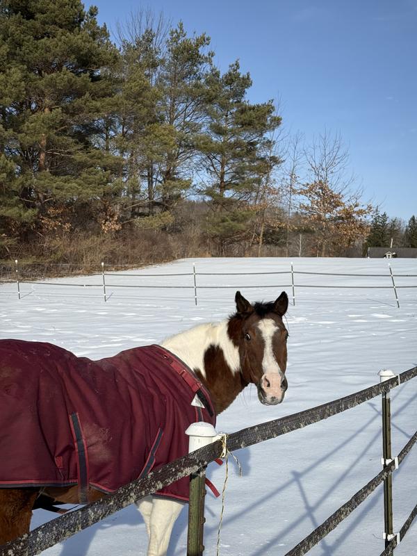 Nutrena SafeChoice Special Care Low Starch Pelleted Horse Feed, 50 lb ...