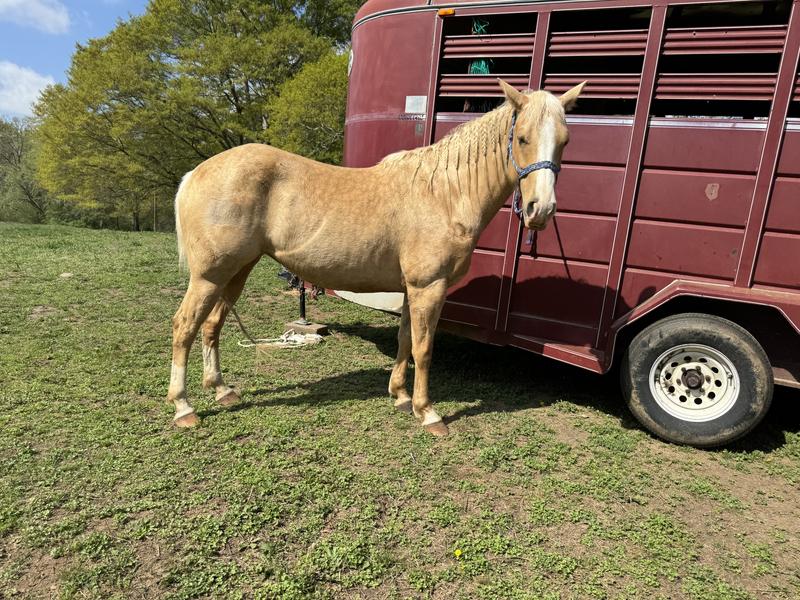 Nutrena ProForce Fuel XF Textured Horse Feed, 50 lb. Bag at Tractor ...