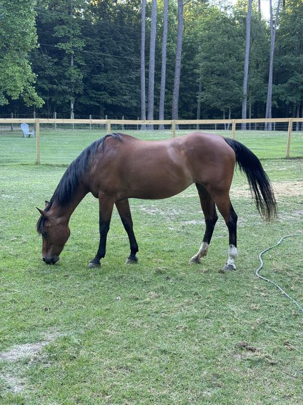 Nutrena Empower Boost High-Fat Rice Bran Horse Feed Supplement, 40 lb ...