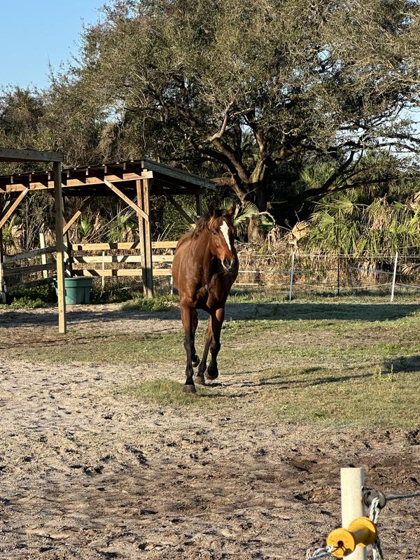 Nutrena ProForce Fuel Textured Horse Feed, 50 lb. Bag at Tractor Supply Co