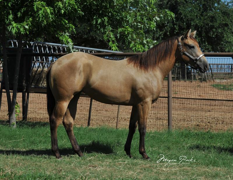 Nutrena Empower Boost High-Fat Rice Bran Horse Feed Supplement, 40 lb ...