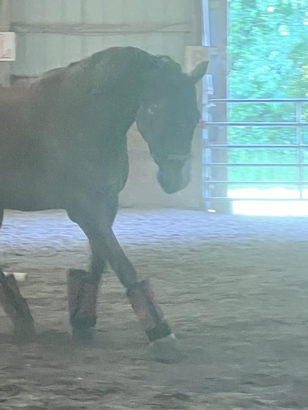 Nutrena Triumph 12-8 Pelleted Horse Feed, 50 lb. Bag at Tractor Supply Co