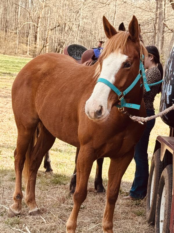 Nutrena ProForce Fuel XF Textured Horse Feed, 50 lb. Bag at Tractor ...