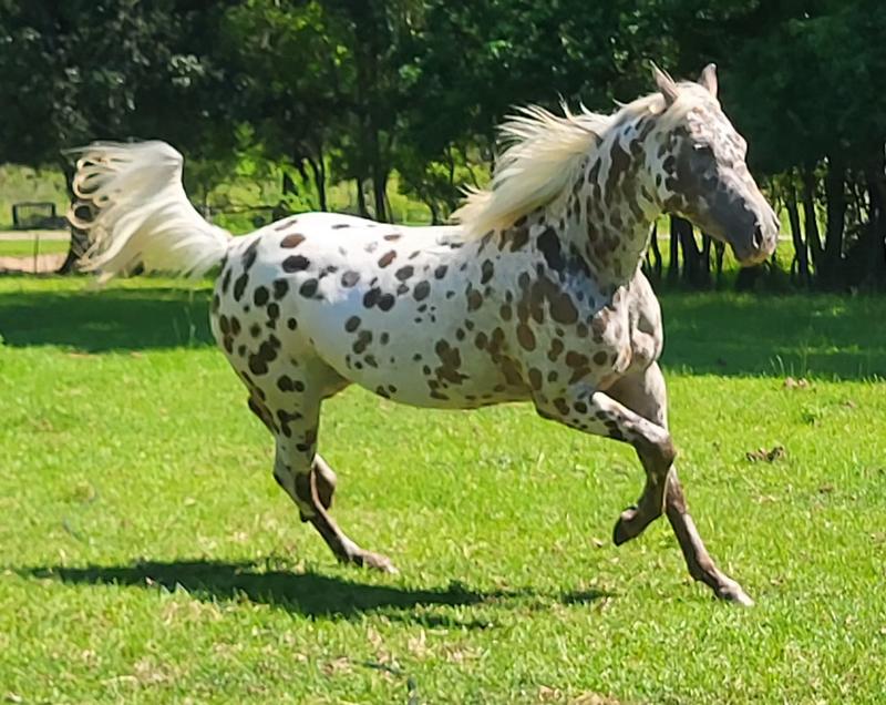 Nutrena Empower Boost High-Fat Rice Bran Horse Feed Supplement, 40 lb ...