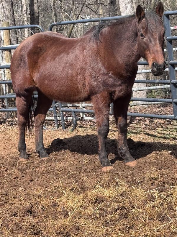 Nutrena Triumph 12-8 Pelleted Horse Feed, 50 lb. Bag at Tractor Supply Co