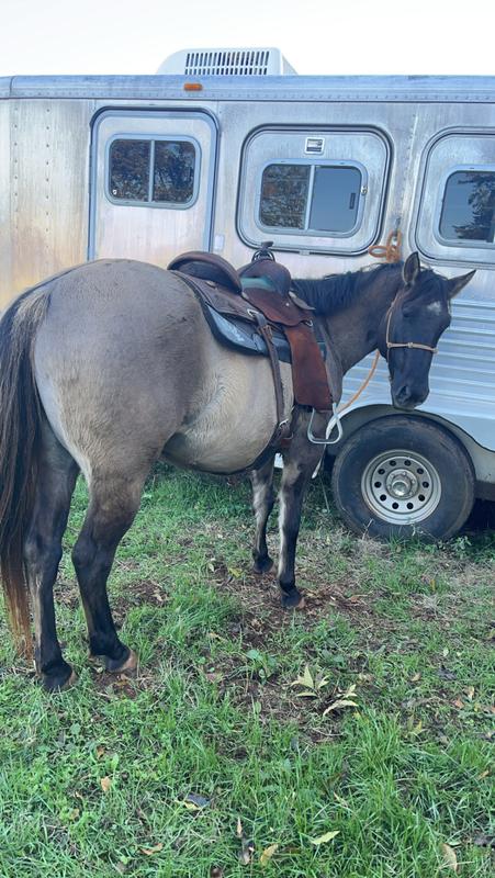 Nutrena ProForce Fuel XF Textured Horse Feed, 50 lb. Bag at Tractor ...