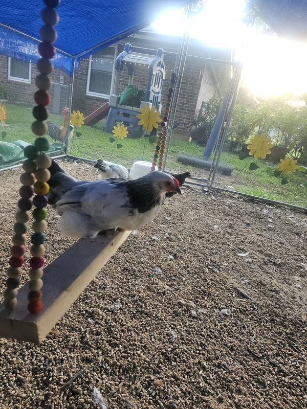 Nutrena Hi Pro Scratch Poultry Grains at Tractor Supply Co