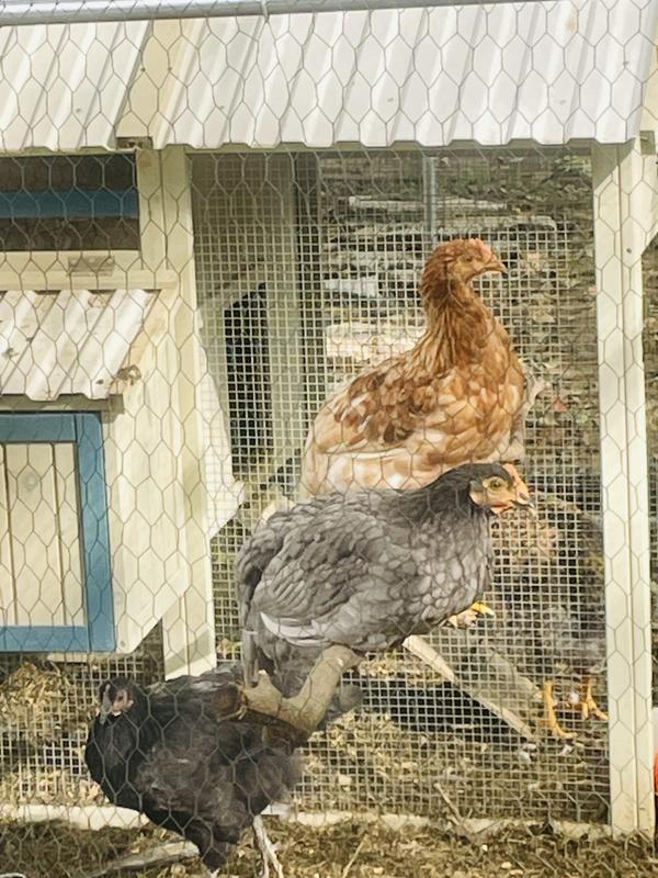 Nutrena NatureWise Harvest Blend Egg Layer Textured Feed at Tractor ...