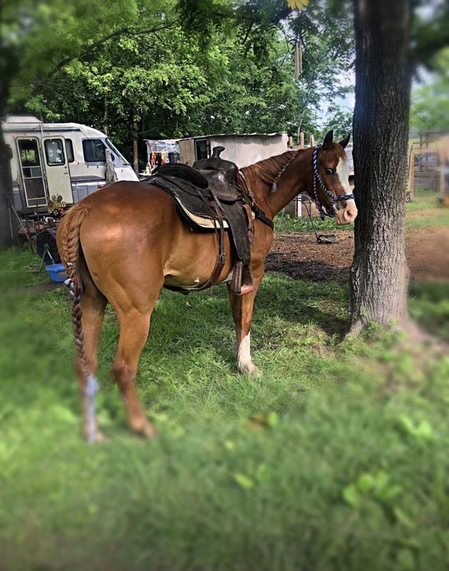 Nutrena Empower Boost High-Fat Rice Bran Horse Feed Supplement, 40 lb ...