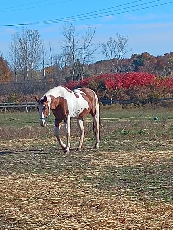 Nutrena Triumph 12-8 Pelleted Horse Feed, 50 lb. Bag at Tractor Supply Co