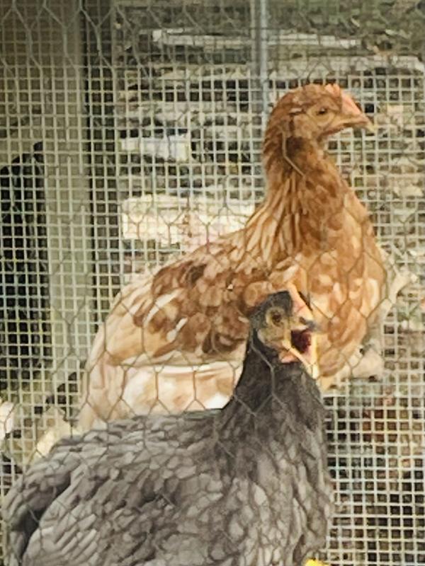 Nutrena NatureWise Harvest Blend Egg Layer Textured Feed at Tractor ...