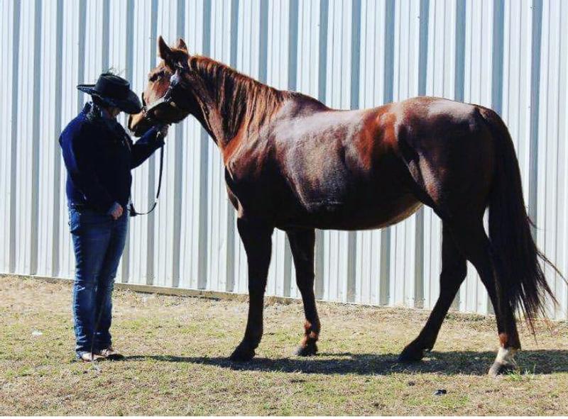 Nutrena Empower Boost High-Fat Rice Bran Horse Feed Supplement, 40 lb ...