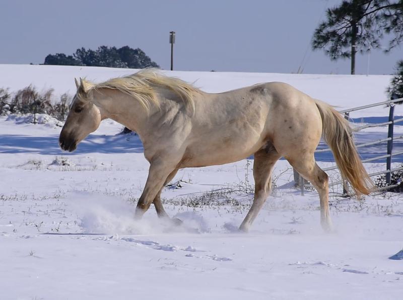 Nutrena ProForce Fuel XF Textured Horse Feed, 50 lb. Bag at Tractor ...