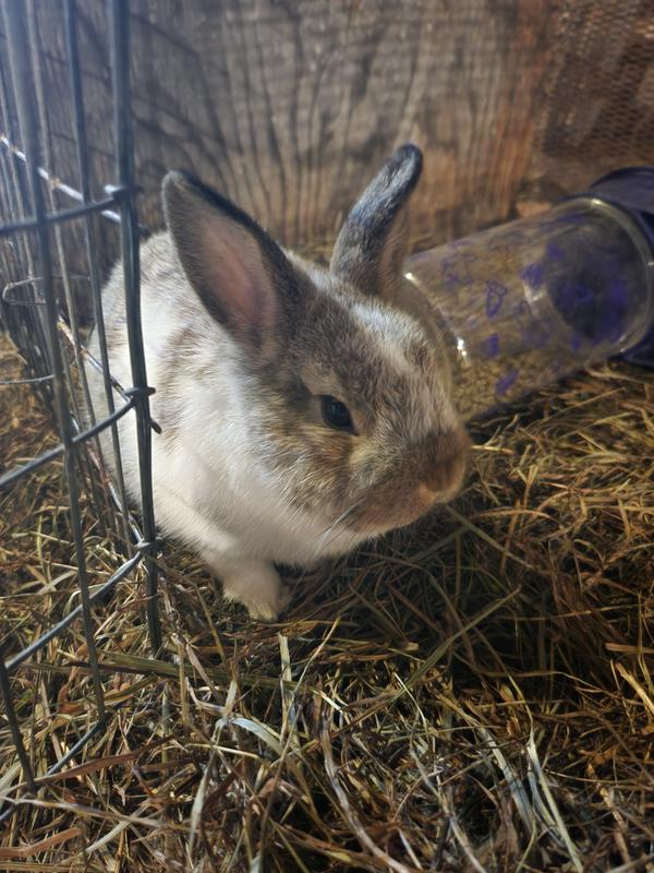 Nutrena Country Feeds 16% Pelleted Rabbit Food, 50 lb. Bag at Tractor ...