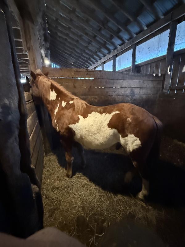 Nutrena Triumph Fiber Plus, 50 lb. at Tractor Supply Co