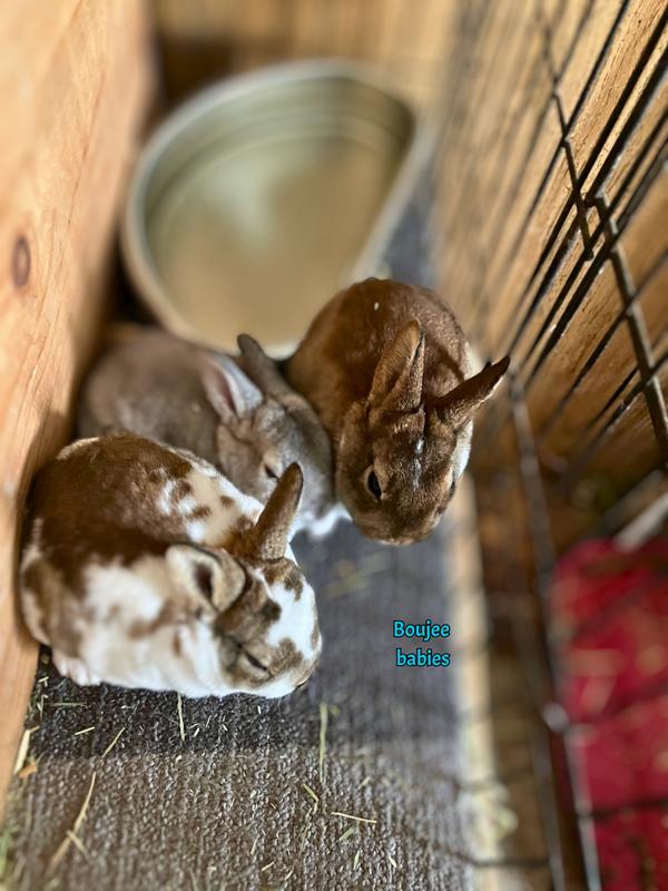 Nutrena NatureWise Premium Rabbit Food, 25 lb. at Tractor Supply Co