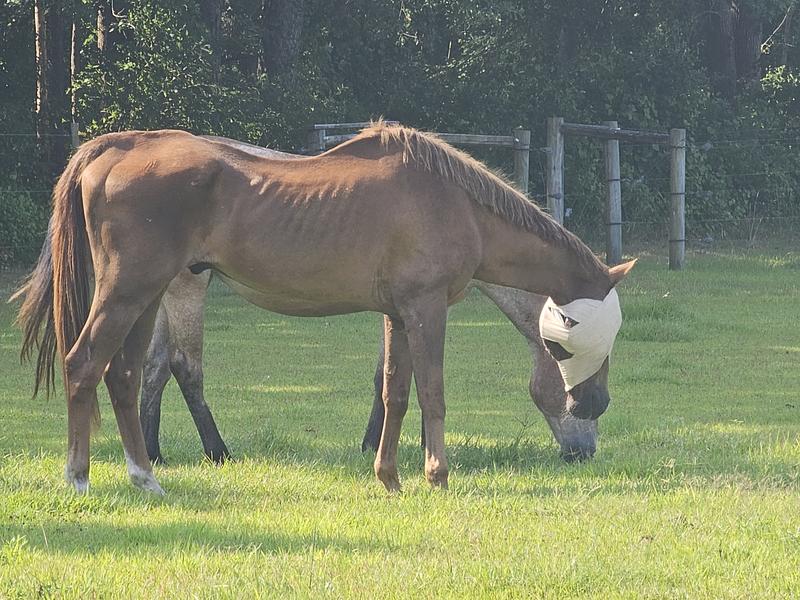 Nutrena ProForce Textured Senior Horse Feed, 50 lb. Bag at Tractor ...