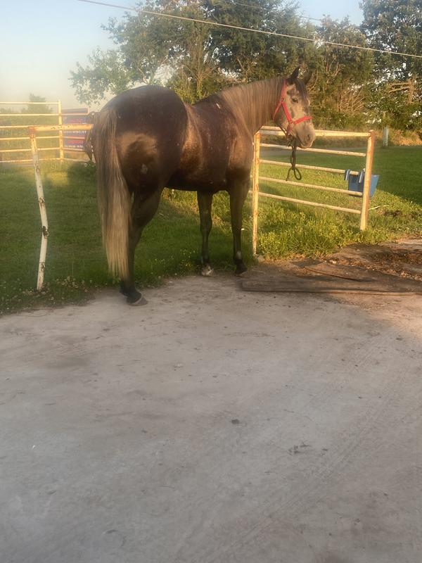 Nutrena Empower Boost High-Fat Rice Bran Horse Feed Supplement, 40 lb ...