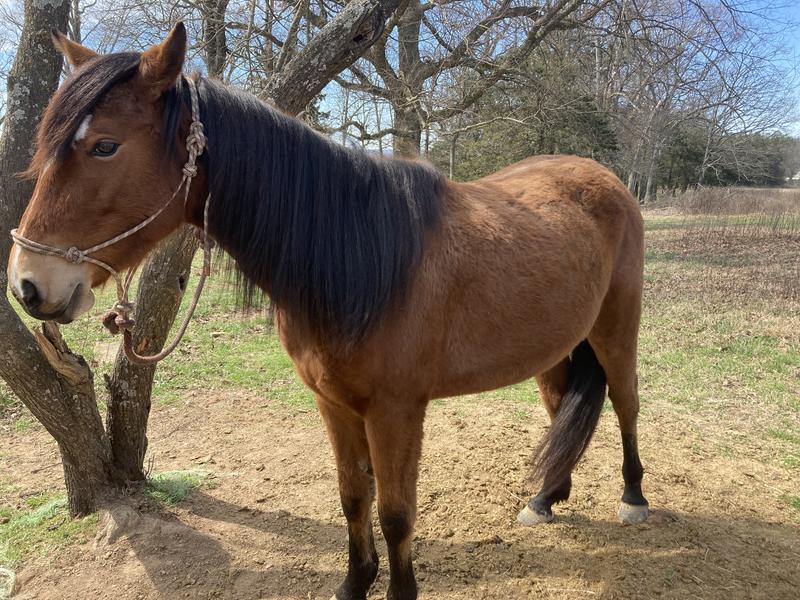 Nutrena ProForce Fuel Textured Horse Feed, 50 lb. Bag at Tractor Supply Co