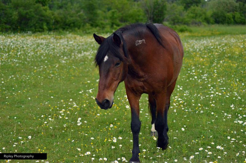 Nutrena ProForce Fuel Textured Horse Feed, 50 lb. Bag at Tractor Supply Co