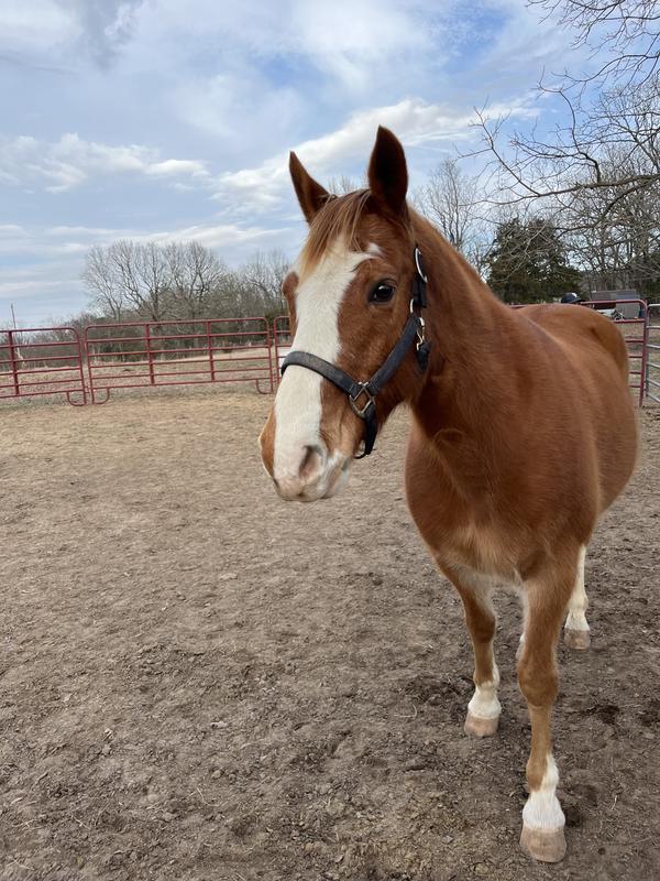 Nutrena ProForce Fuel Textured Horse Feed, 50 lb. Bag at Tractor Supply Co