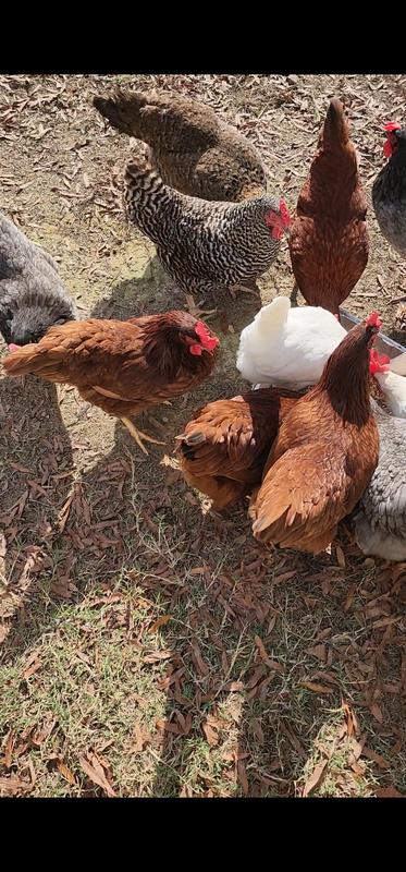 Nutrena Hi Pro Scratch Poultry Grains, 50 lb. Bag at Tractor Supply Co.