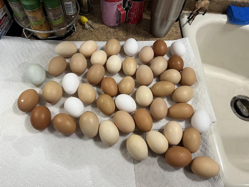 Nutrena Hi Pro Scratch Poultry Grains, 50 lb. Bag at Tractor Supply Co