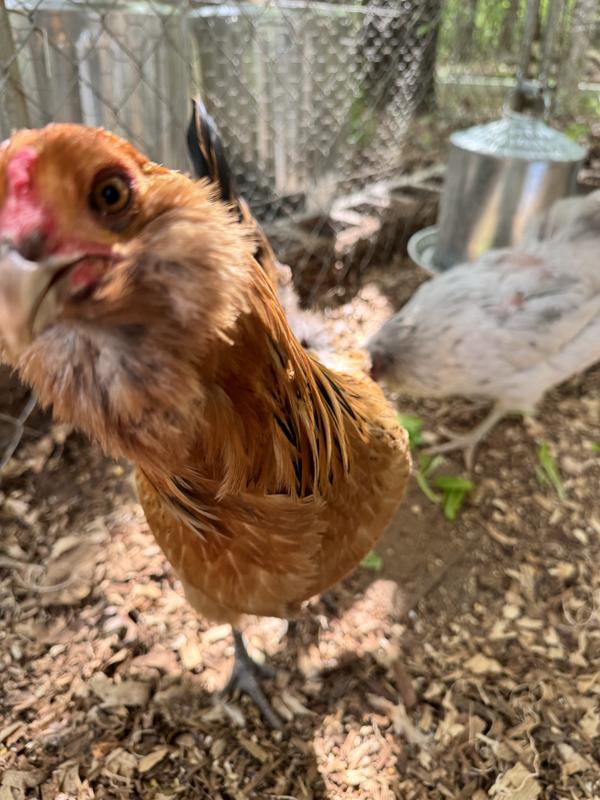 Nutrena Hi Pro Scratch Poultry Grains at Tractor Supply Co