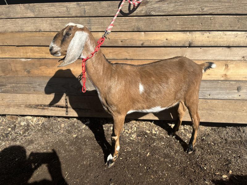 Nutrena Country Feeds 17% Textured Goat Feed, 50 lb. Bag at Tractor ...