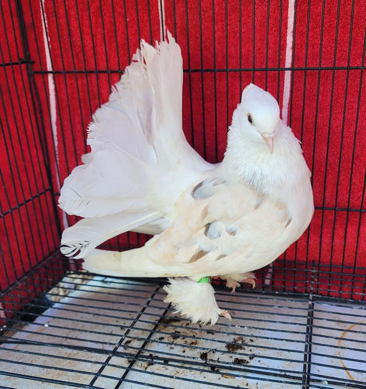 Nutrena Hi Pro Scratch Poultry Grains at Tractor Supply Co